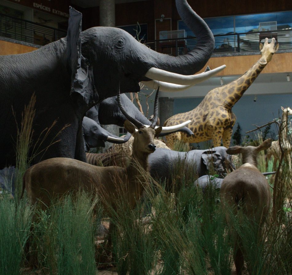 EARTH – The new chapter of the Natural History Museum of Maputo ...