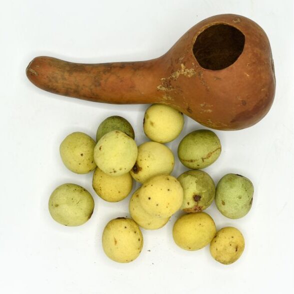 Ukanyu – A bebida dos deuses | Revista Índico